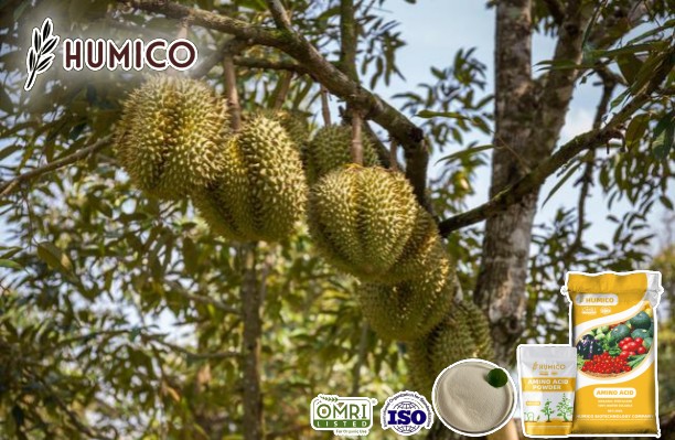Enhancing Durian Growth with Amino Acid Fertilizers: A Comprehensive ...